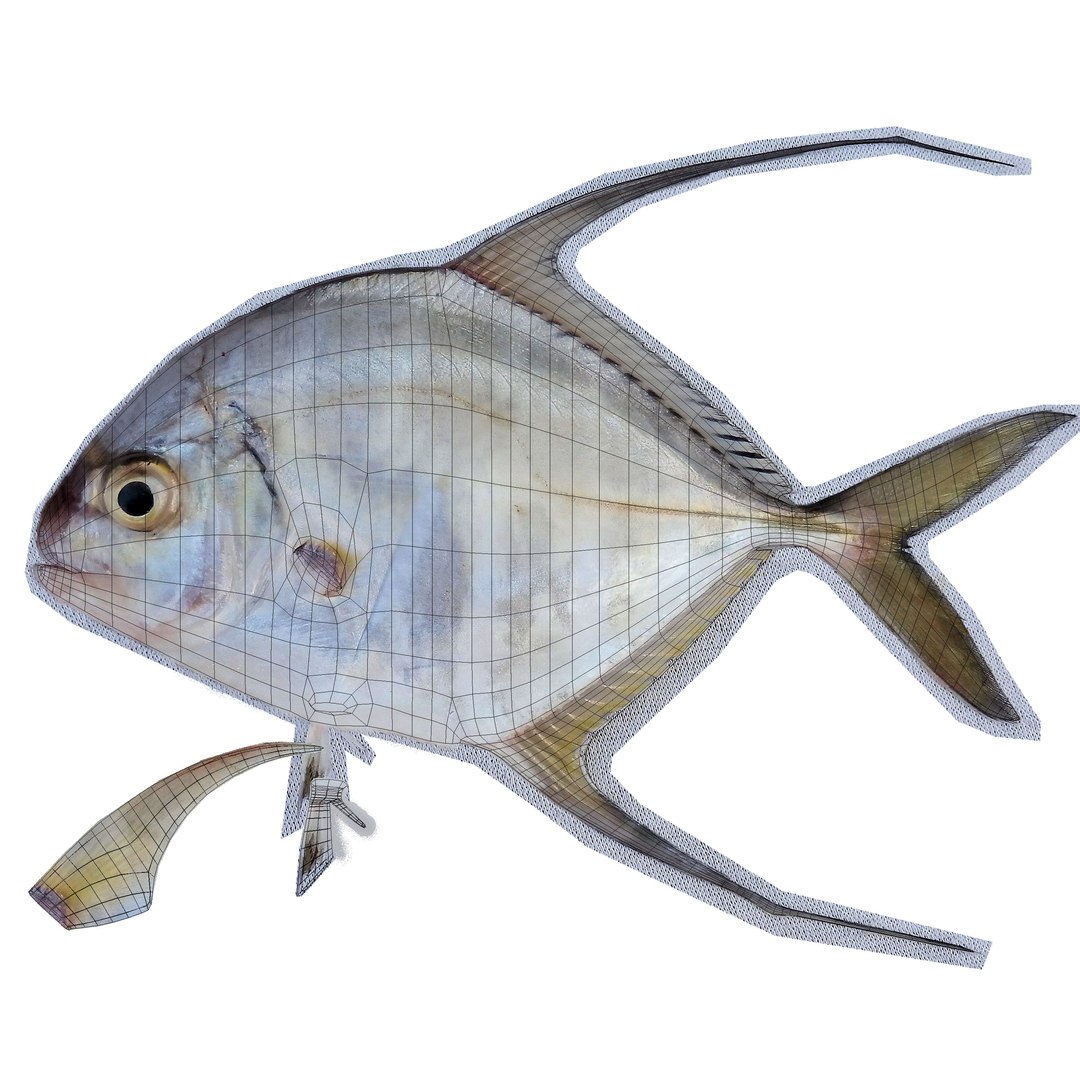 Threadfin Jack Max