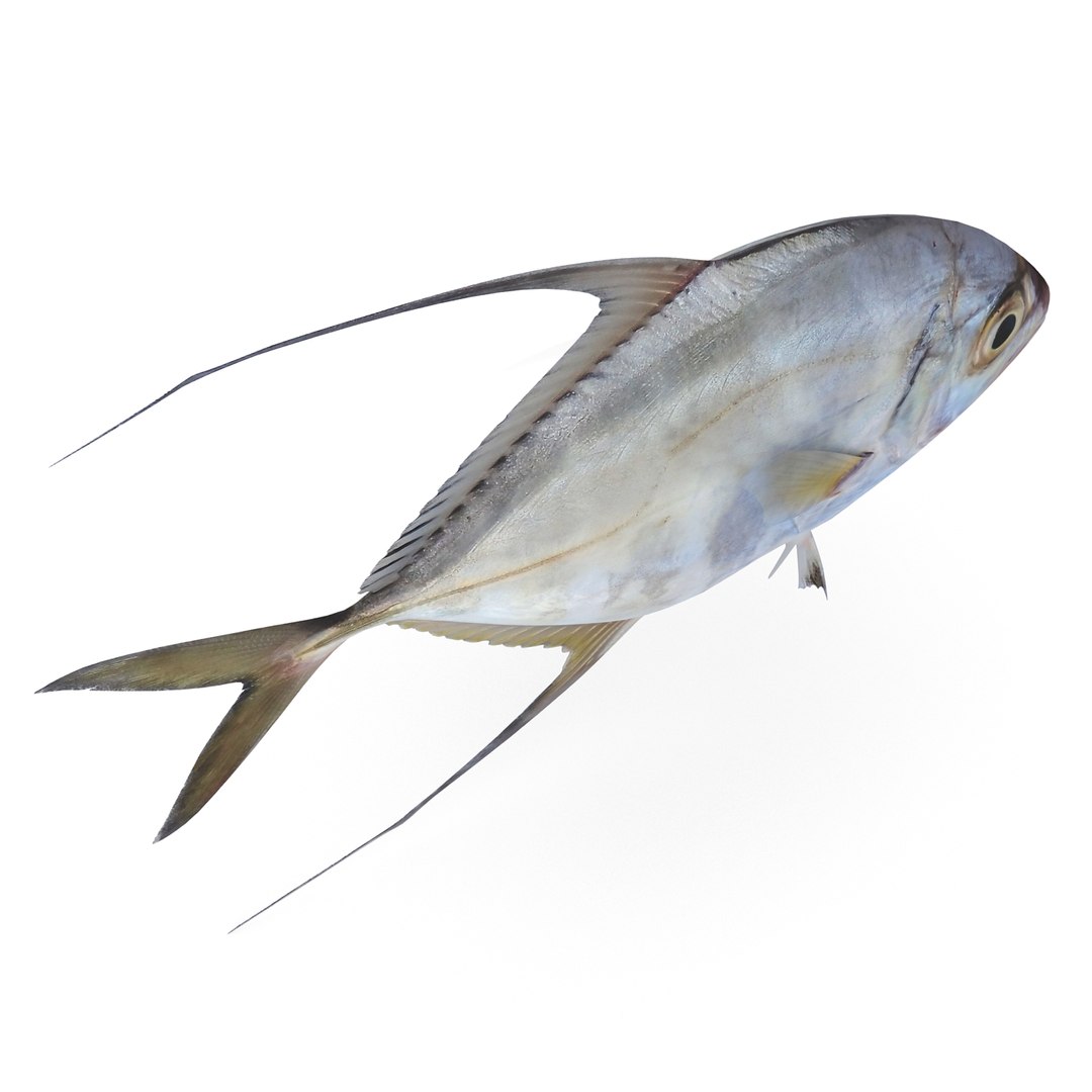 threadfin jack max