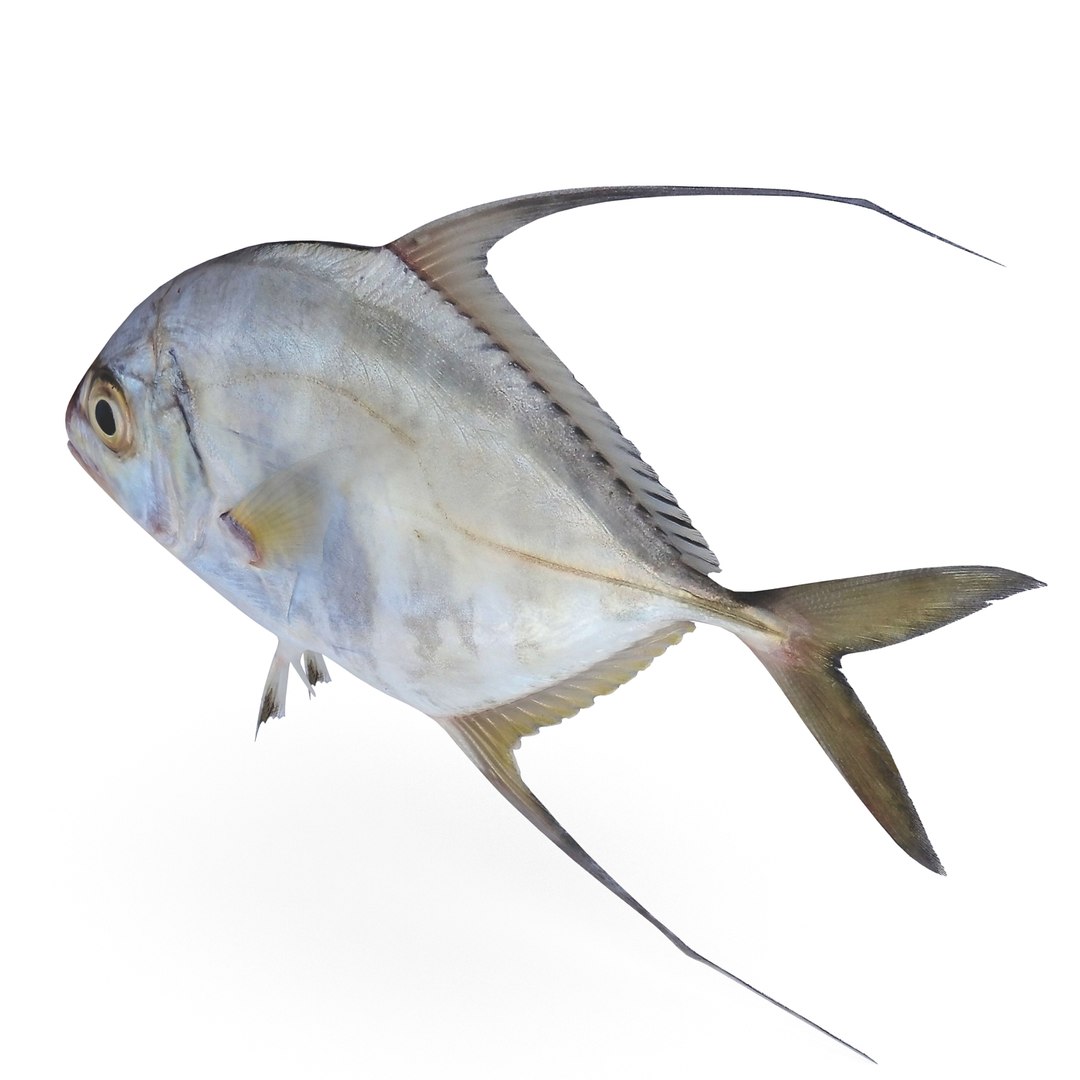 threadfin jack max
