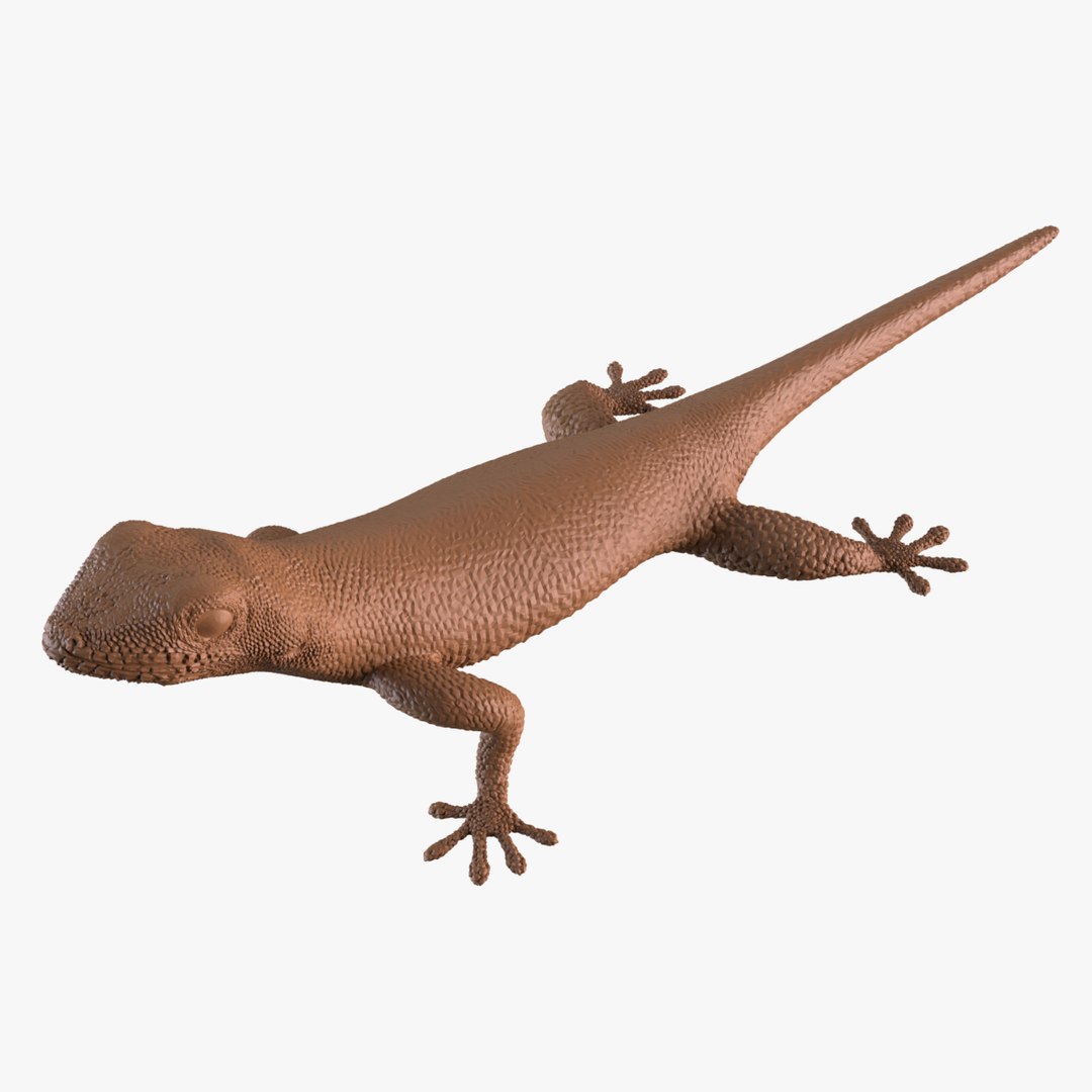Gecko Printable Model - TurboSquid 1895304
