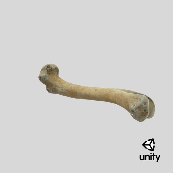 3D bone 5 model - TurboSquid 1539259