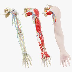 Download Free & Premium Anatomy 3D Models | TurboSquid