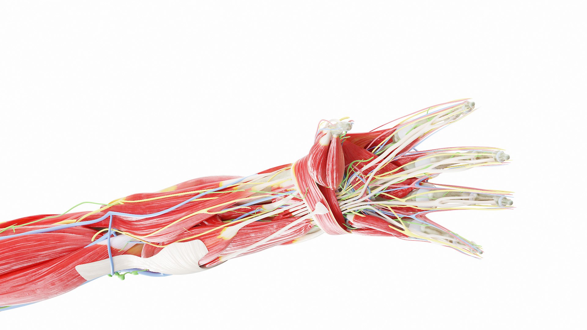 3D Human Male Arm Anatomy Model - TurboSquid 1732663