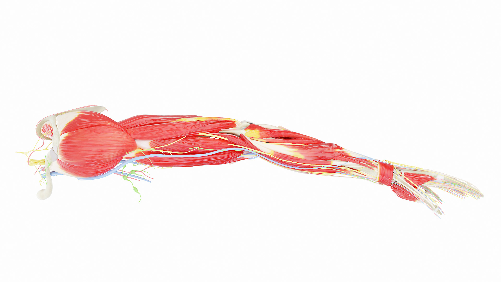 3D Human Male Arm Anatomy Model - TurboSquid 1732663