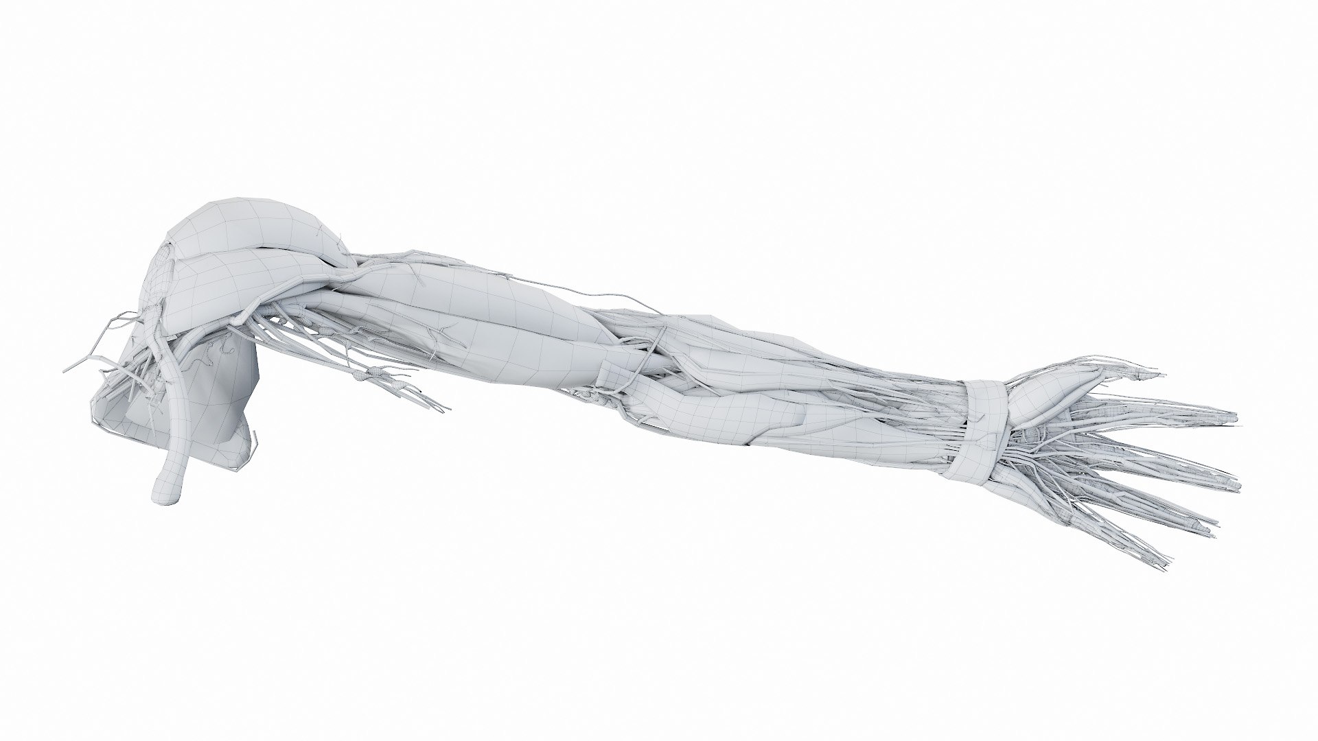 3D Human Male Arm Anatomy model - TurboSquid 1732663