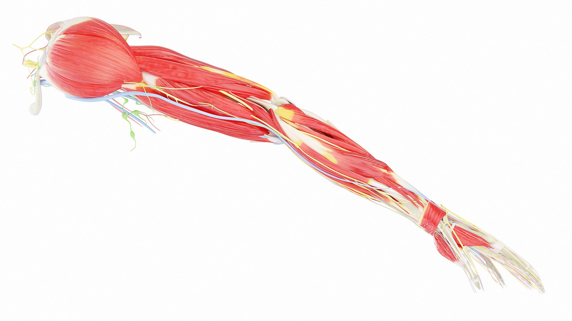 3D Human Male Arm Anatomy Model - TurboSquid 1732663