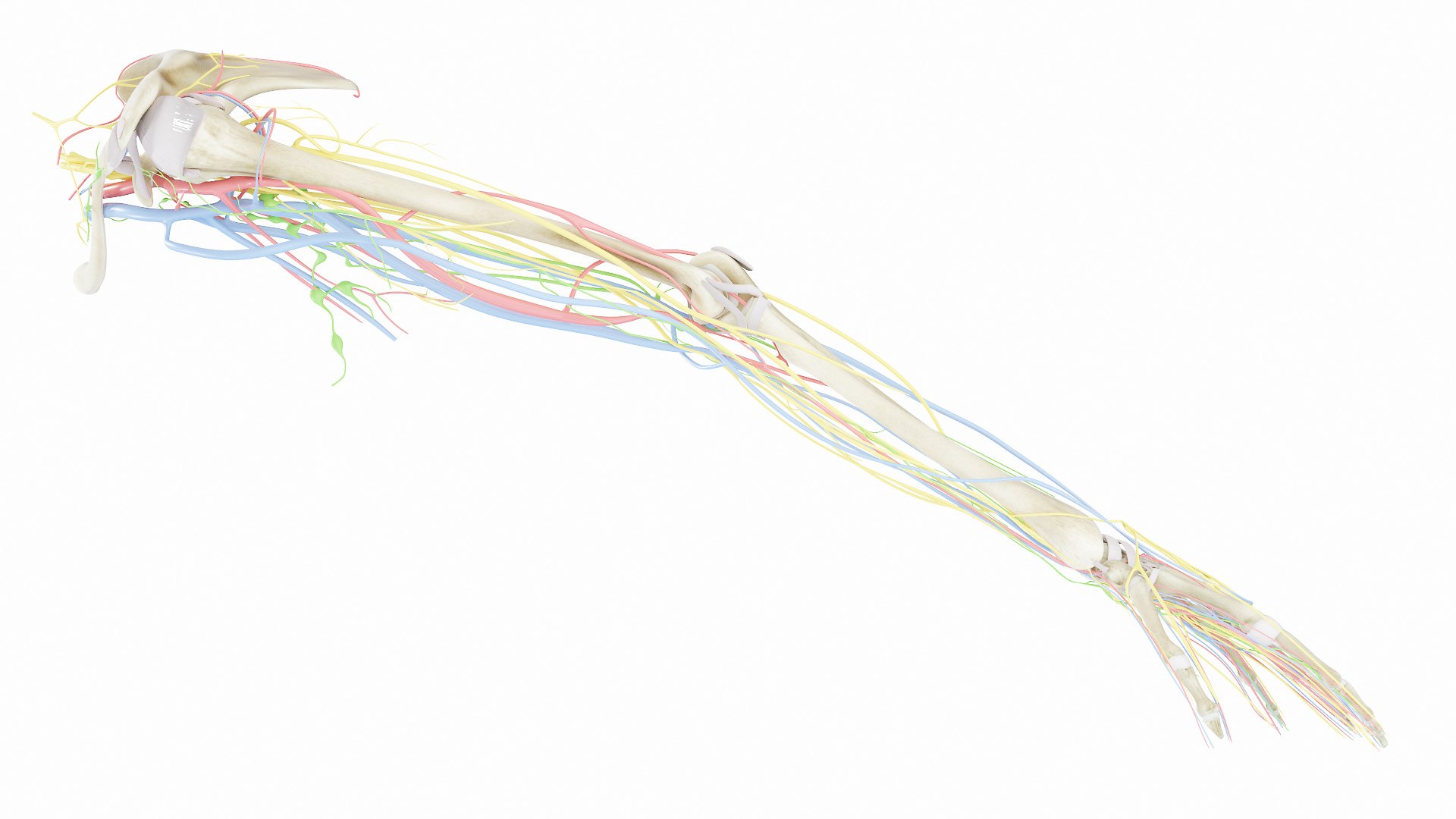 3D Human Male Arm Anatomy model - TurboSquid 1732663