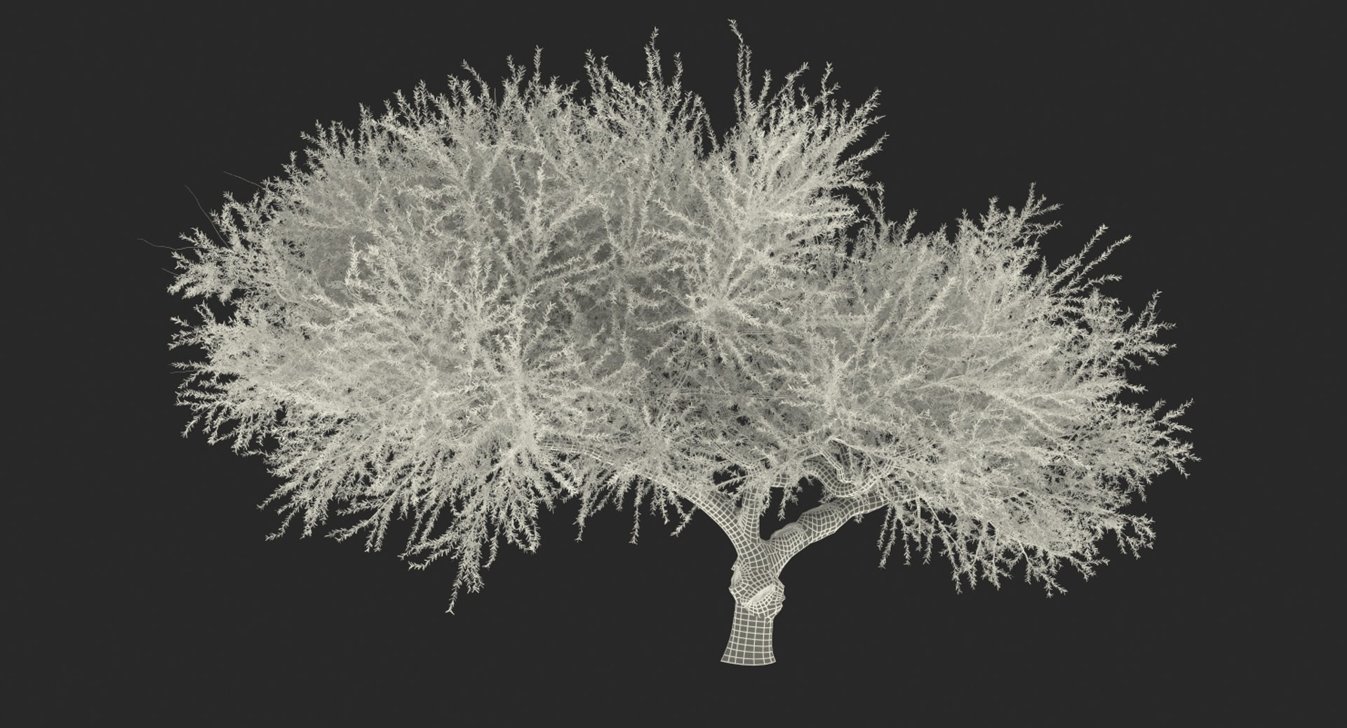 3D Olea Europaea Olive Tree - TurboSquid 1397692