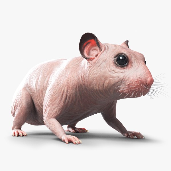 Hamster 3D Models for Download | TurboSquid