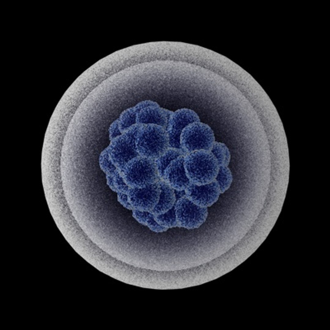Stem Cell 3d Model
