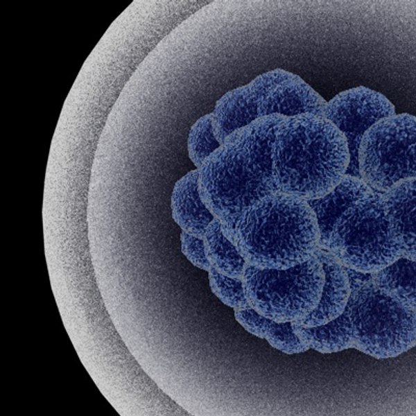 stem cell 3d model