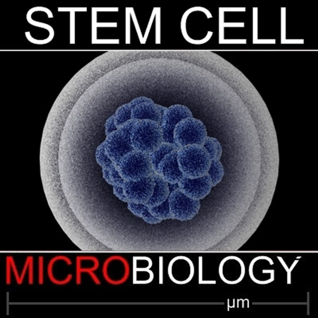 Stem Cell 3d Model