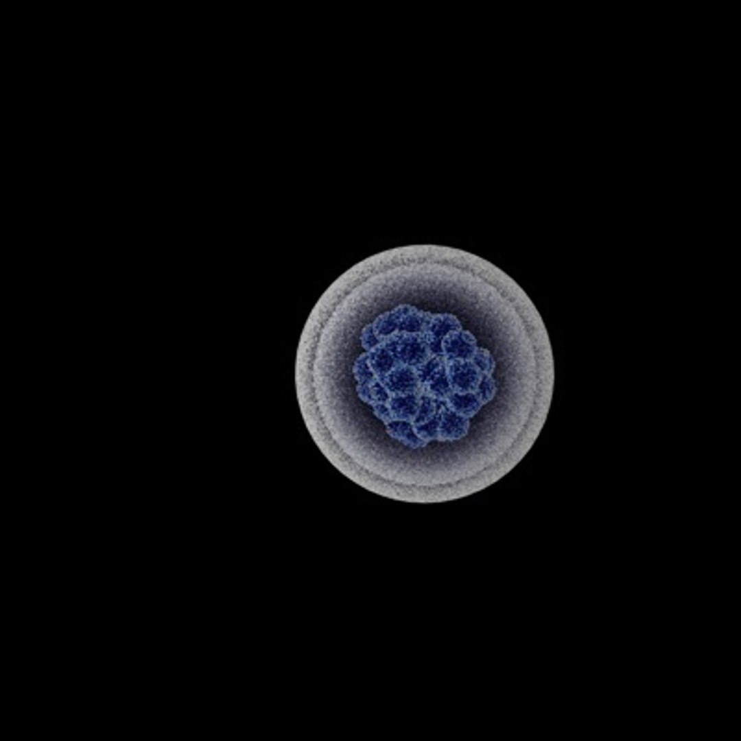 Stem Cell 3d Model