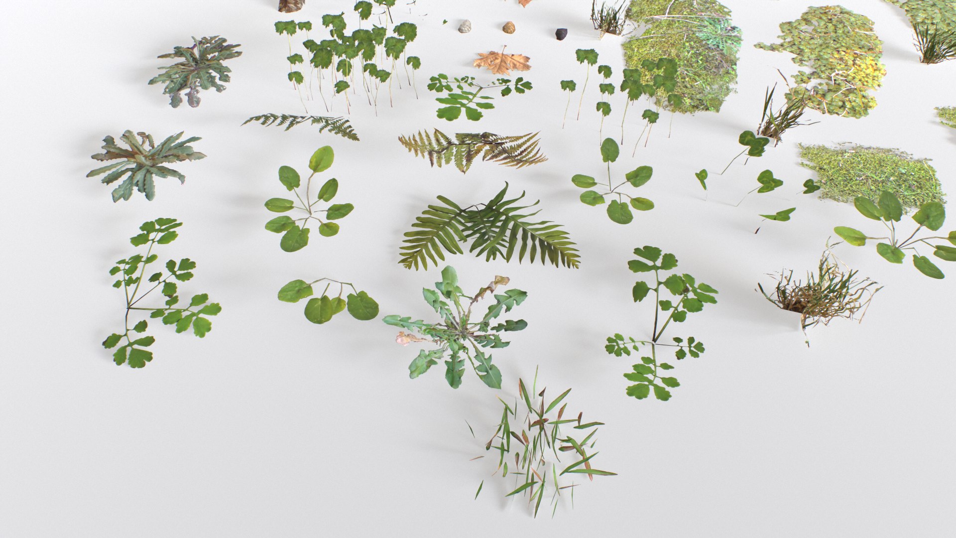 3D Ground Cover Foliage - TurboSquid 2038237