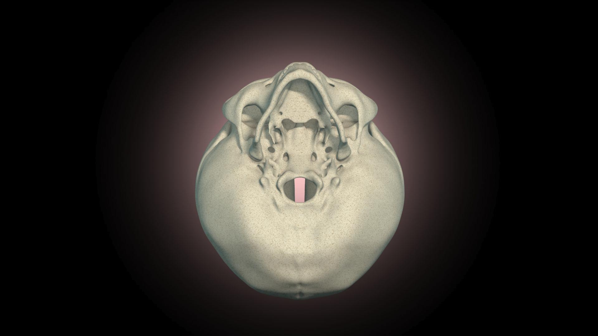 skull alien 3d model