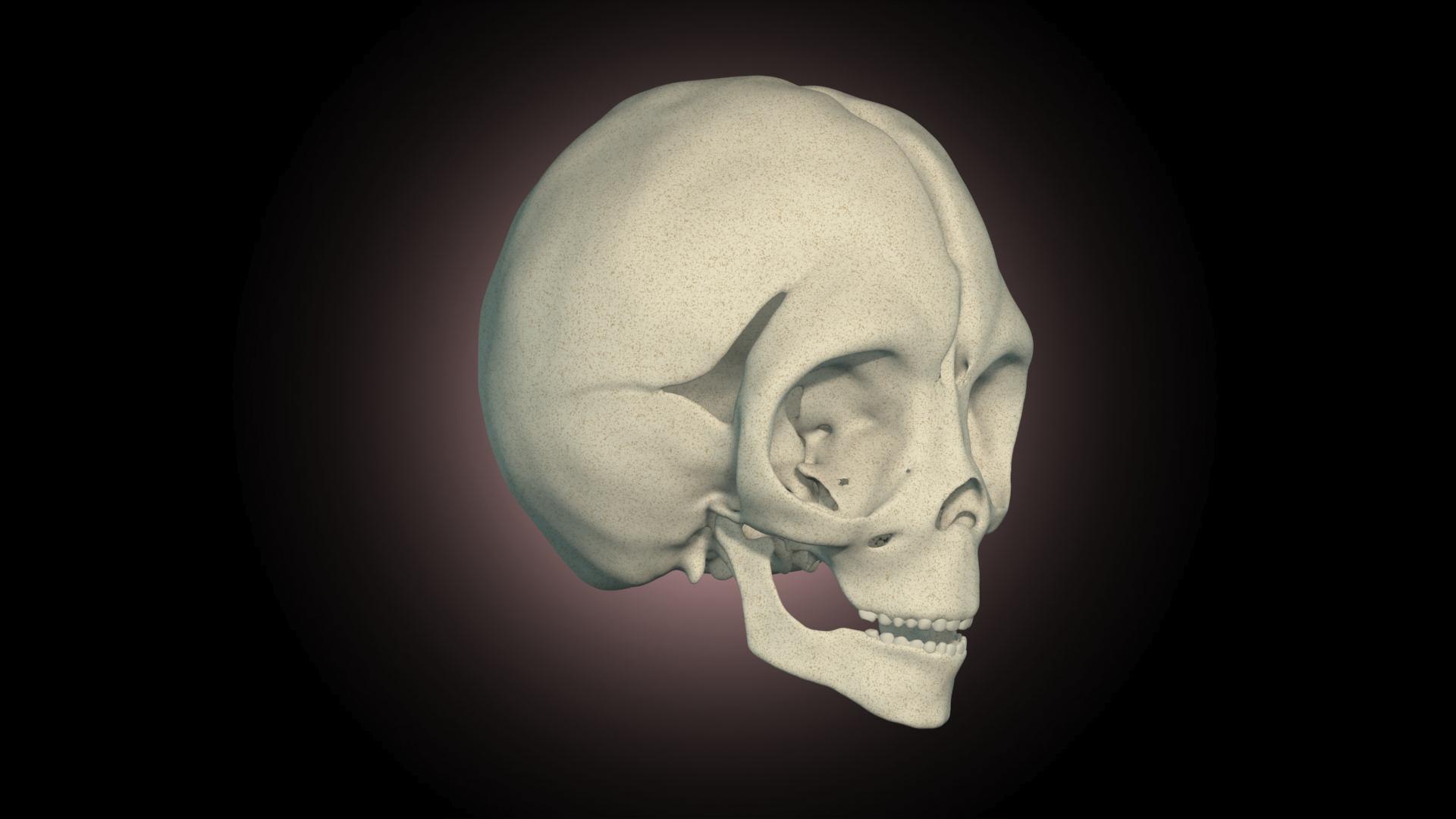 skull alien 3d model