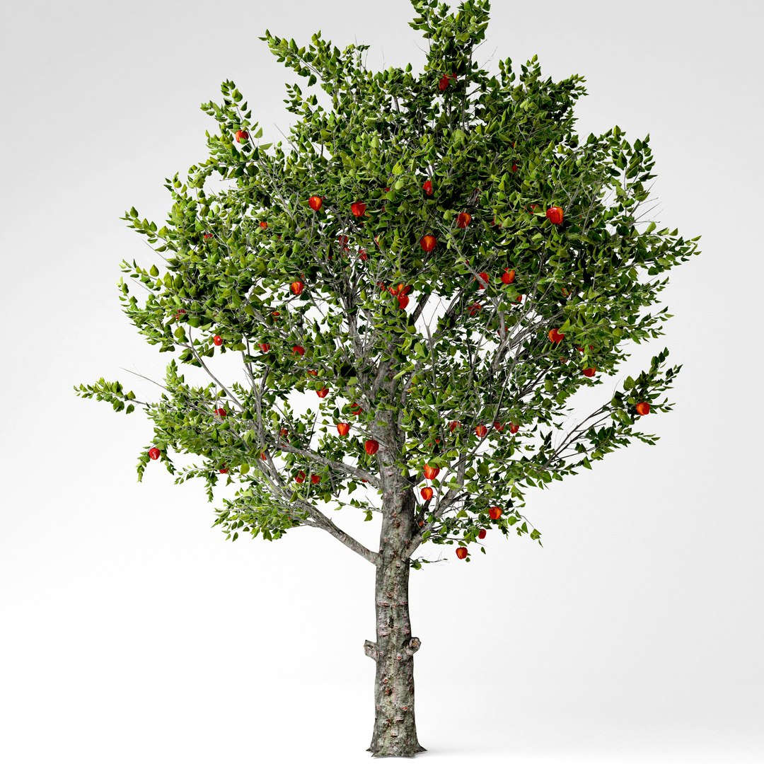 3D Model Apple Tree - TurboSquid 1534239
