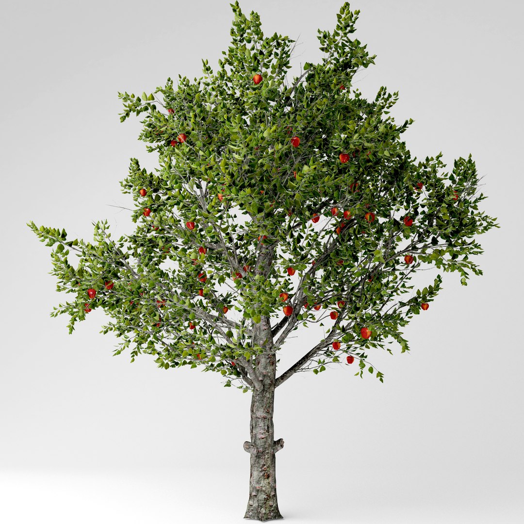 3D Model Apple Tree - TurboSquid 1534239