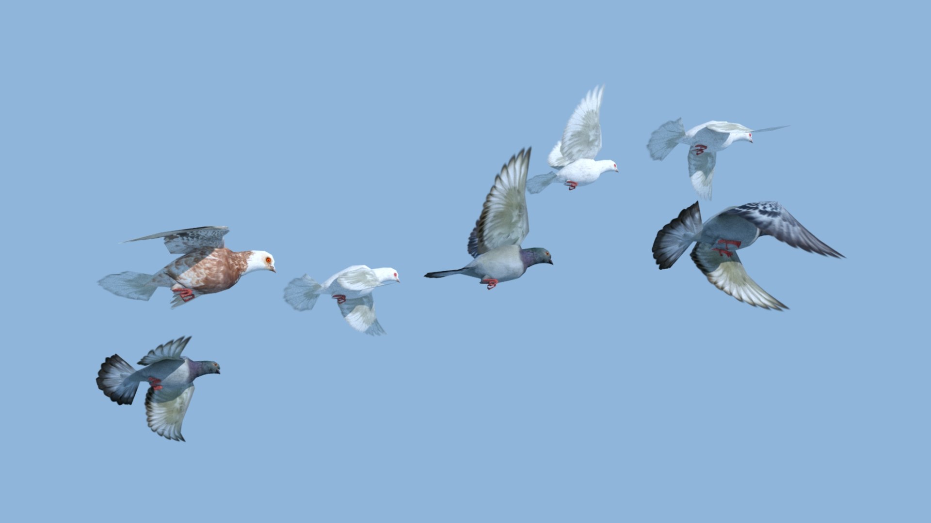 maya pigeons flying