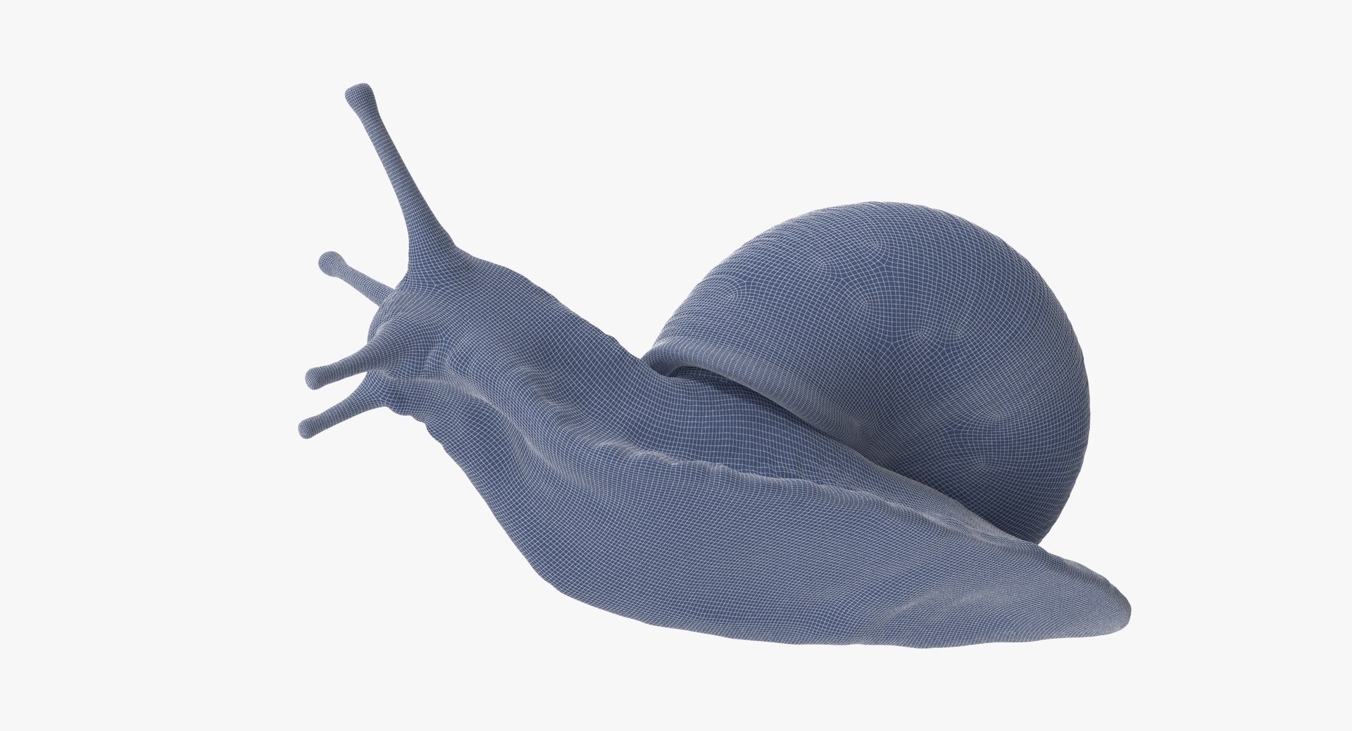 max land snail poses