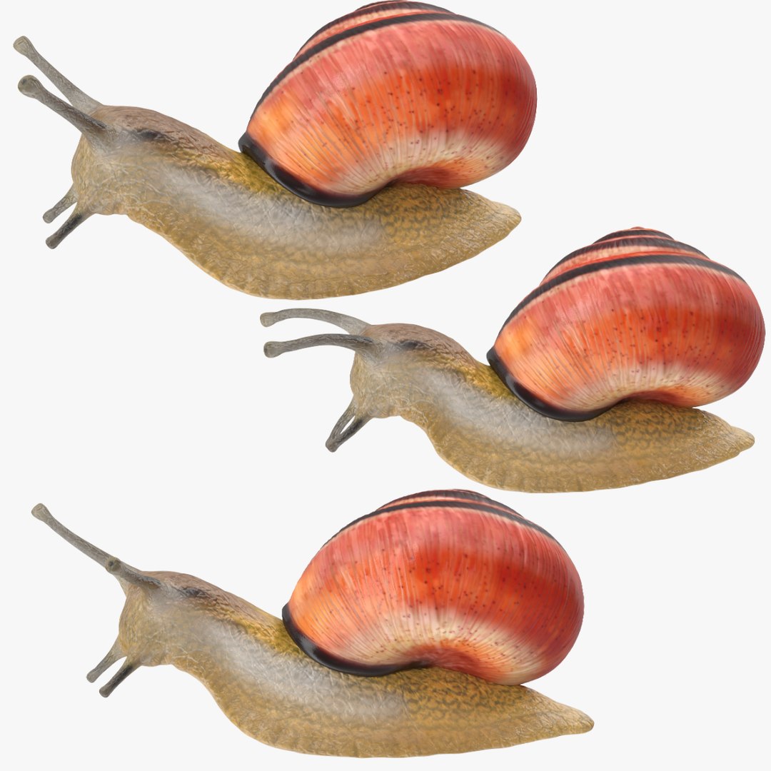 max land snail poses