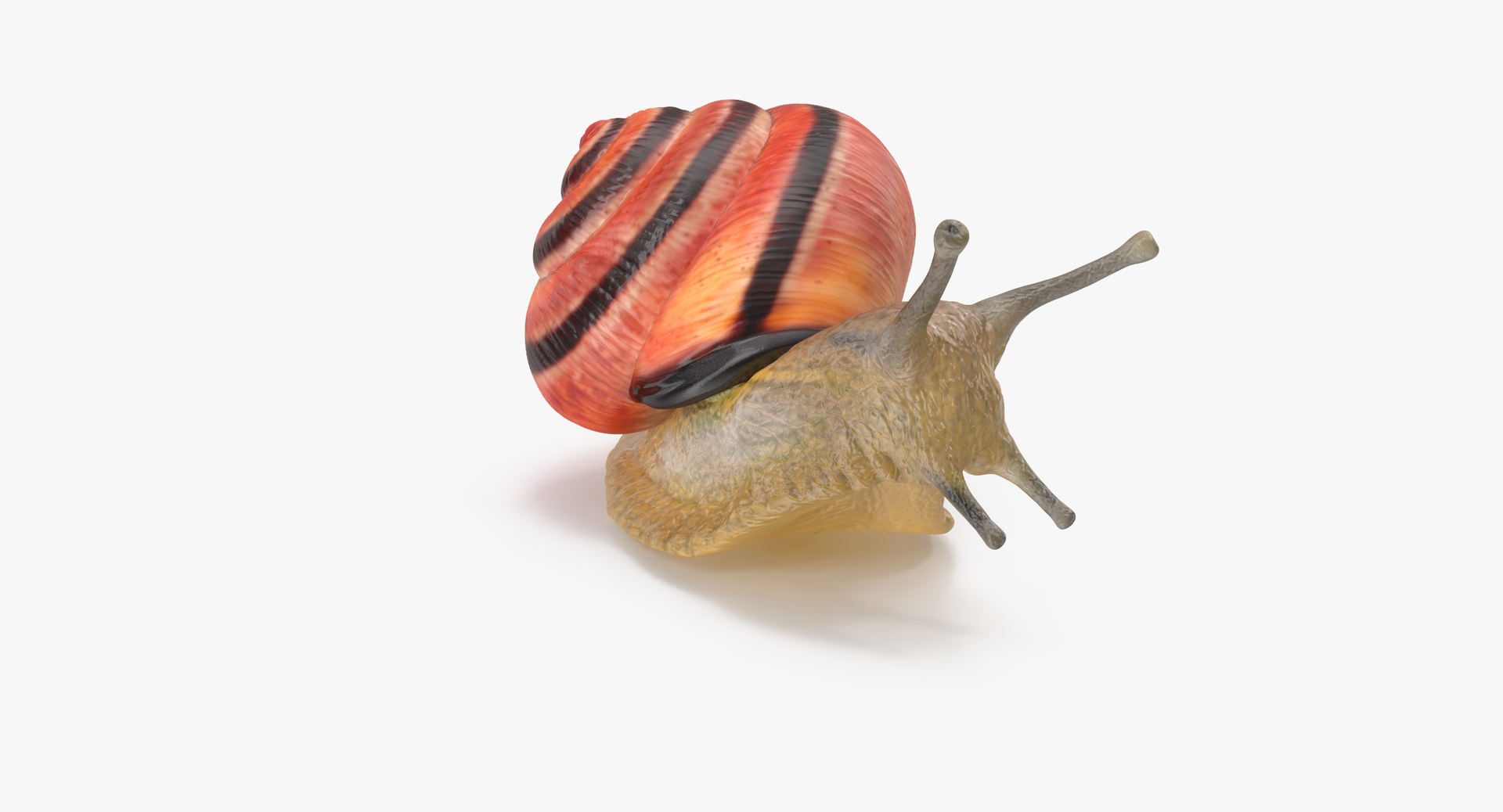 max land snail poses