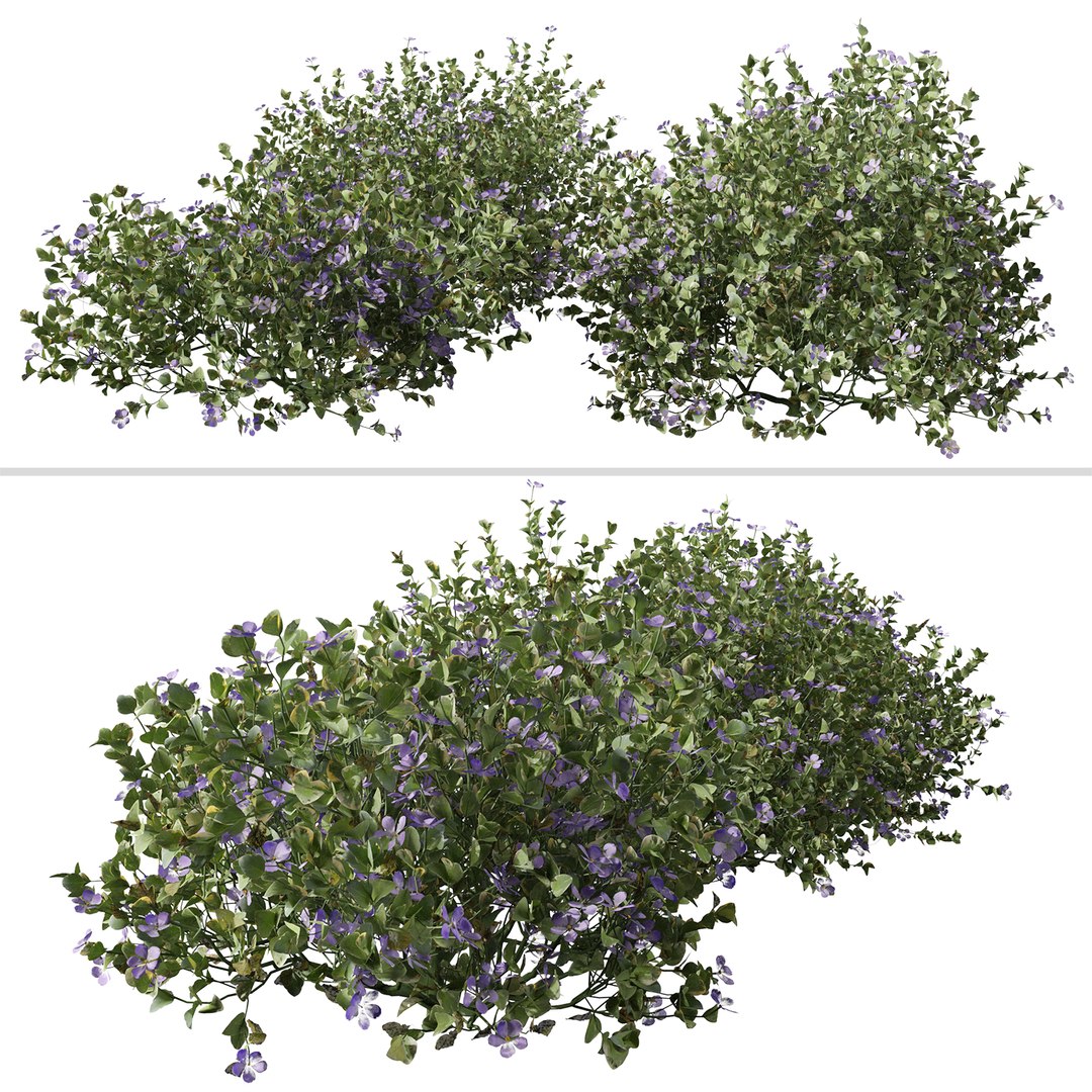 3D Set Of Greater Periwinkle Or Vinca Major Plant - TurboSquid 1969090