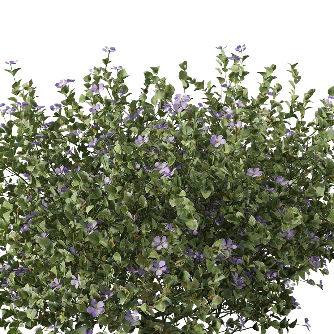 3D Set Of Greater Periwinkle Or Vinca Major Plant - TurboSquid 1969090