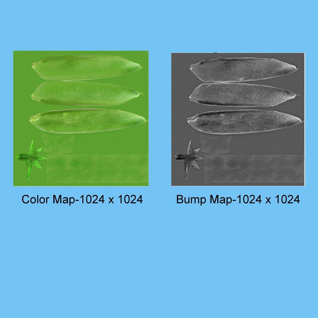 Pea Pisum Sativum Model - TurboSquid 1264402