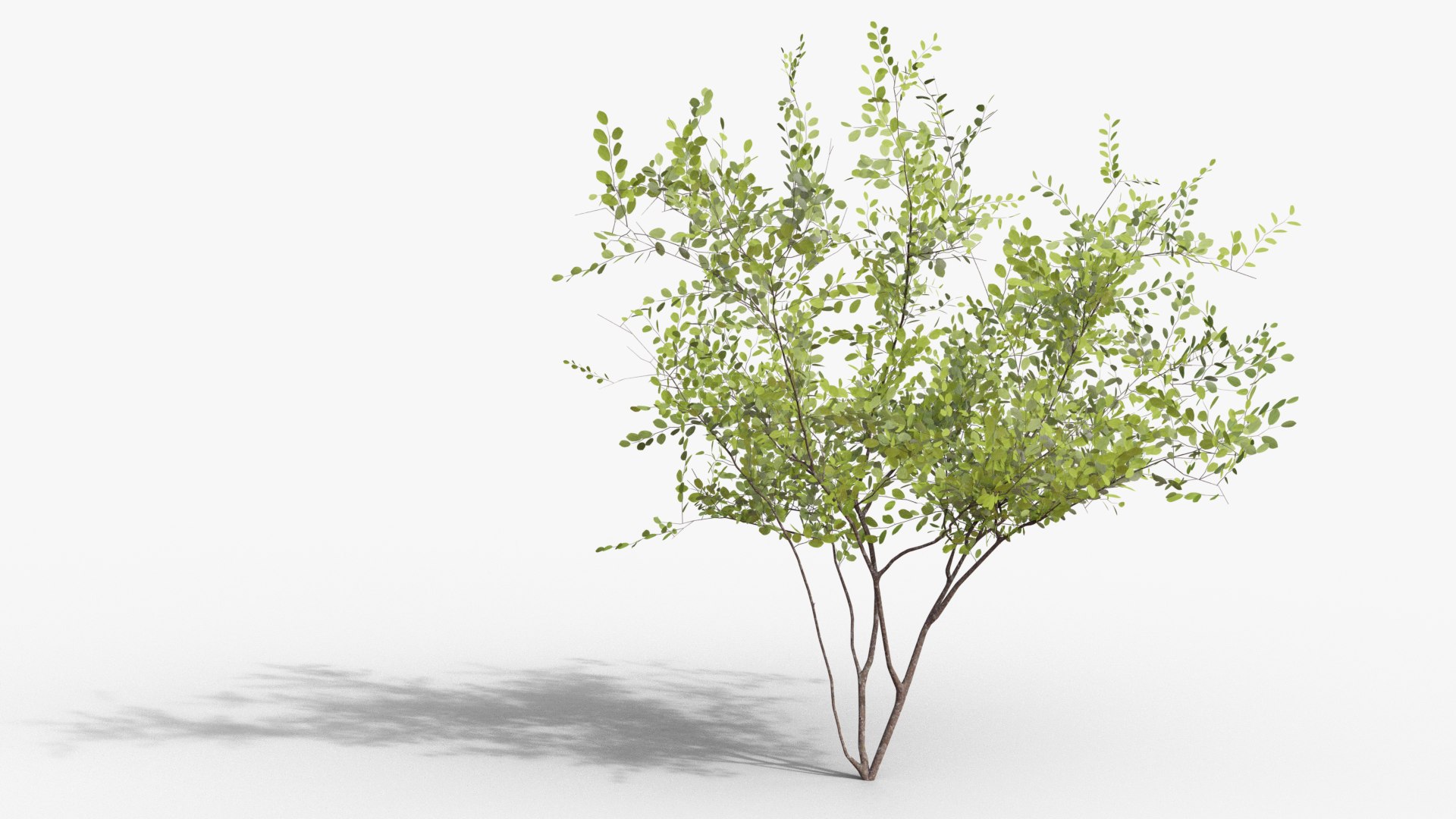 3D Model Amelanchier Lamarckii Multistem - TurboSquid 2006170