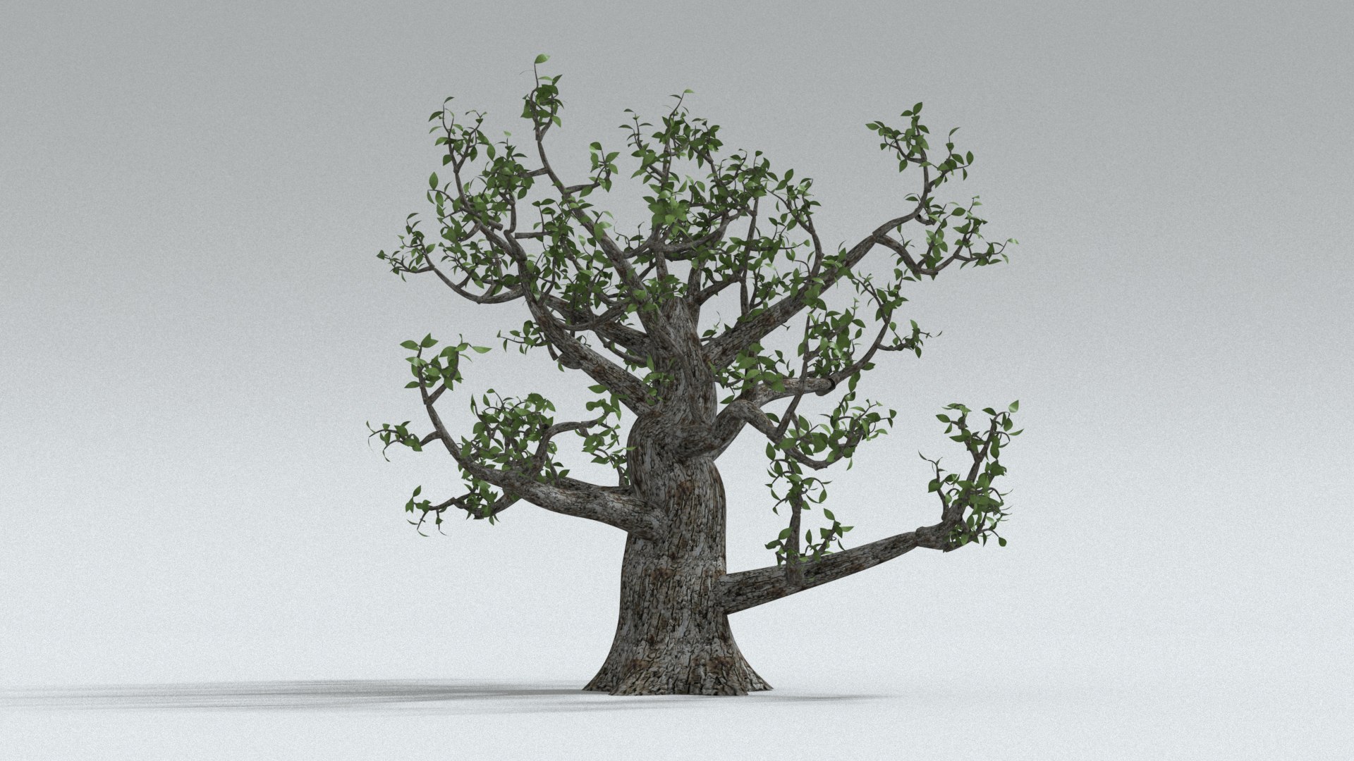 Laos Old Oak Model - TurboSquid 2515901