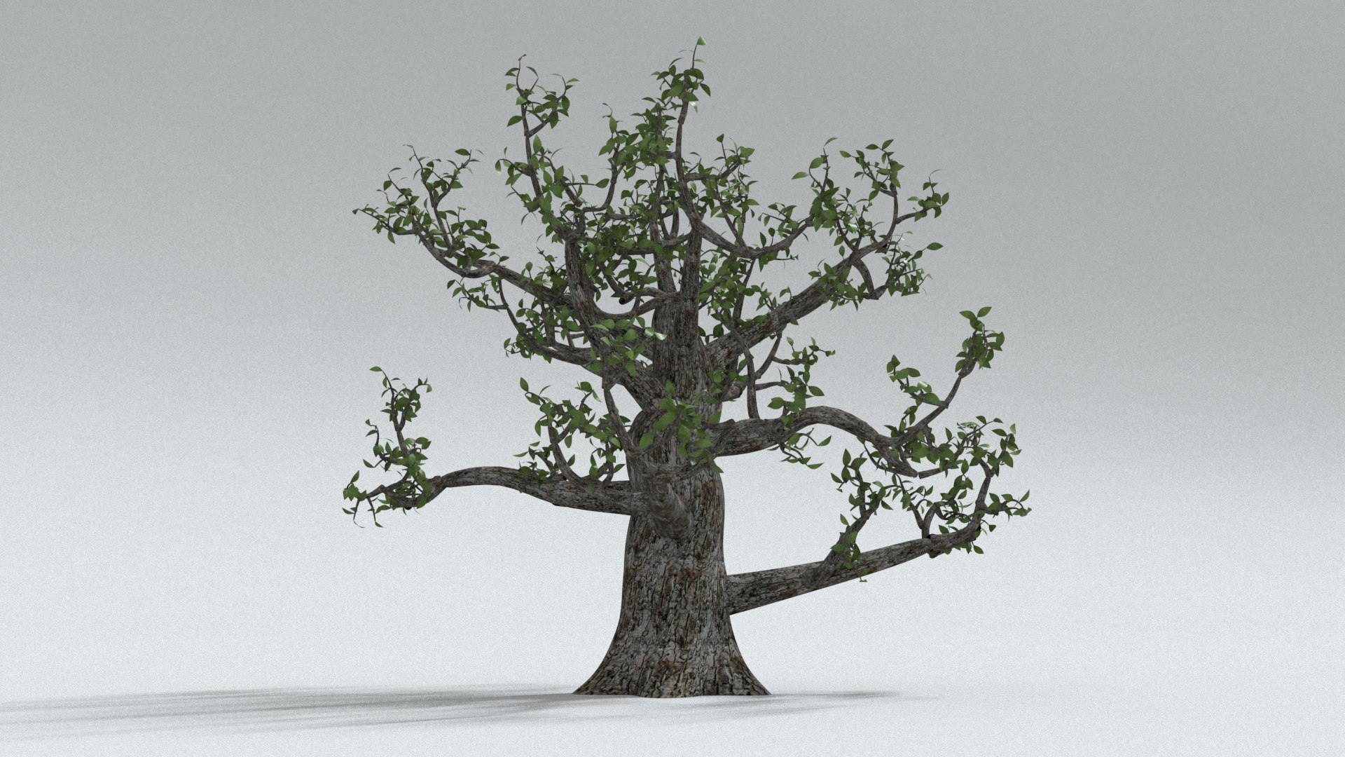 Laos Old Oak Model - TurboSquid 2515901