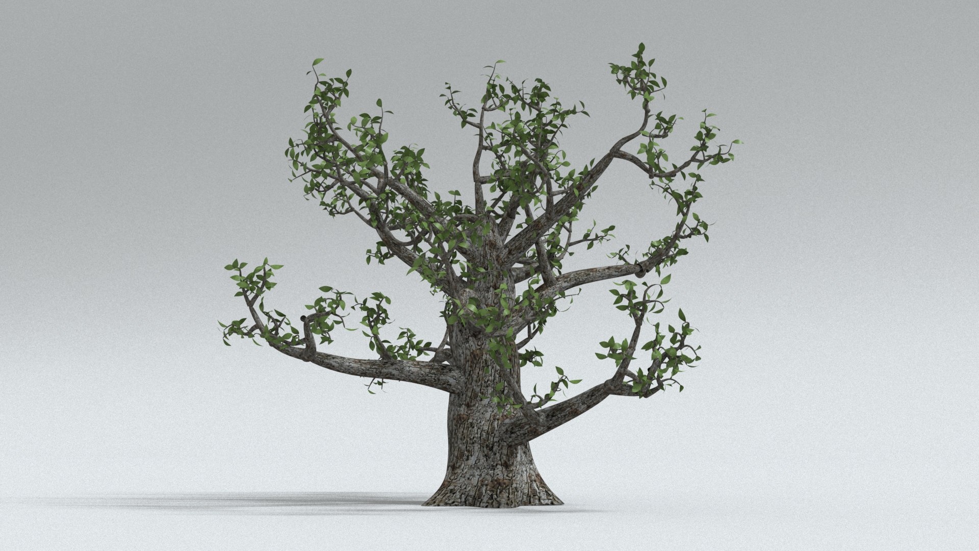 Laos Old Oak Model - TurboSquid 2515901