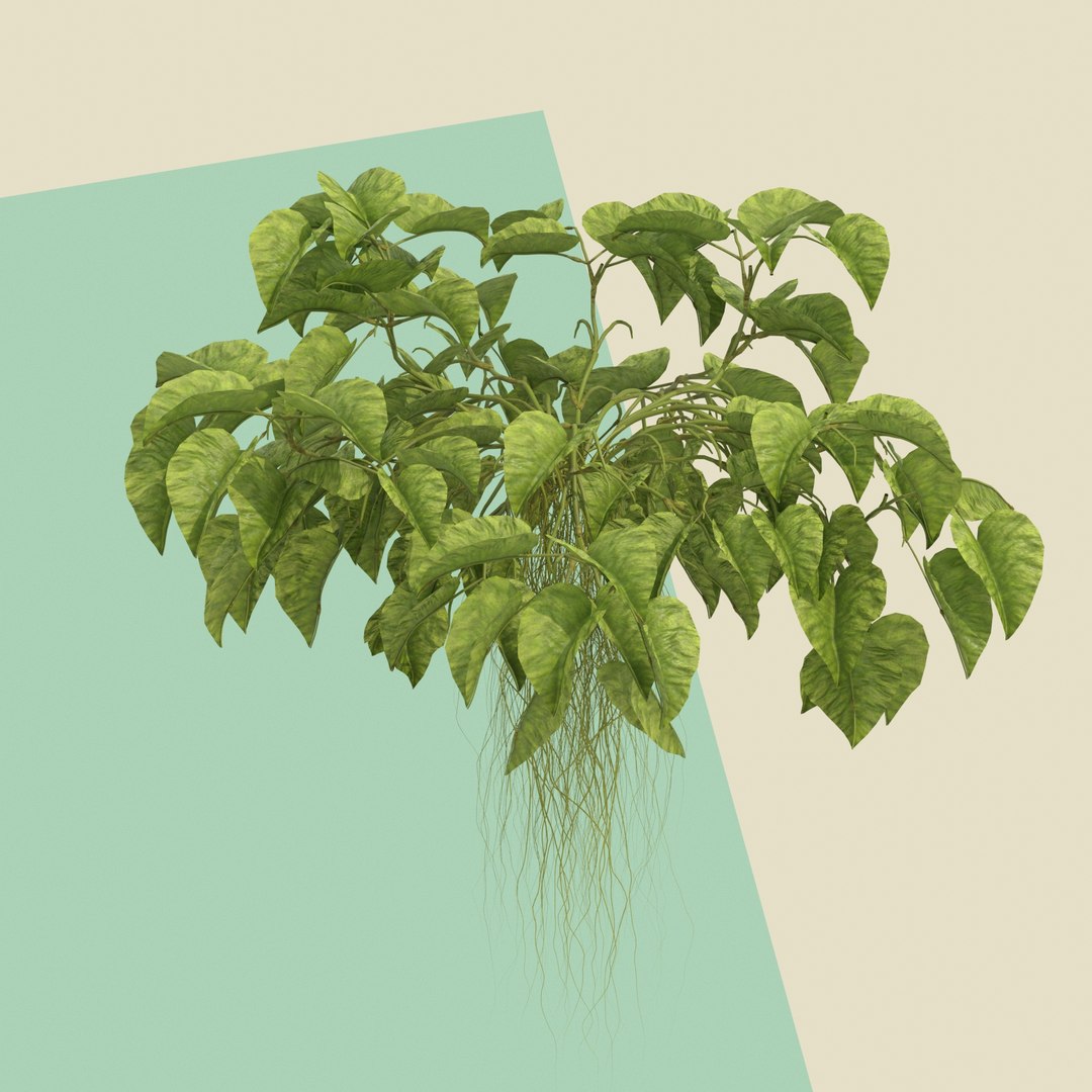 Free Pothos Model - TurboSquid 1758541