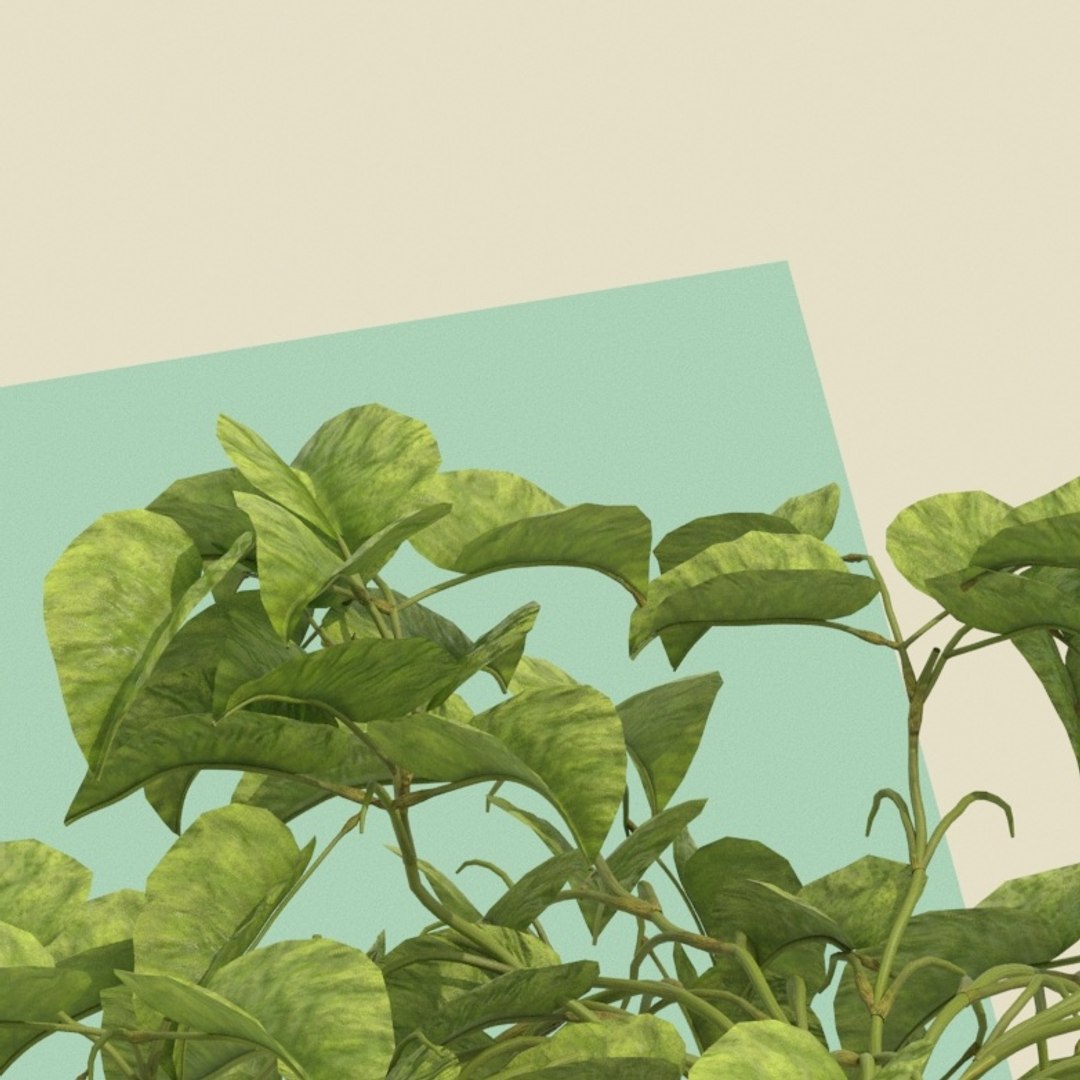 Free Pothos Model - TurboSquid 1758541