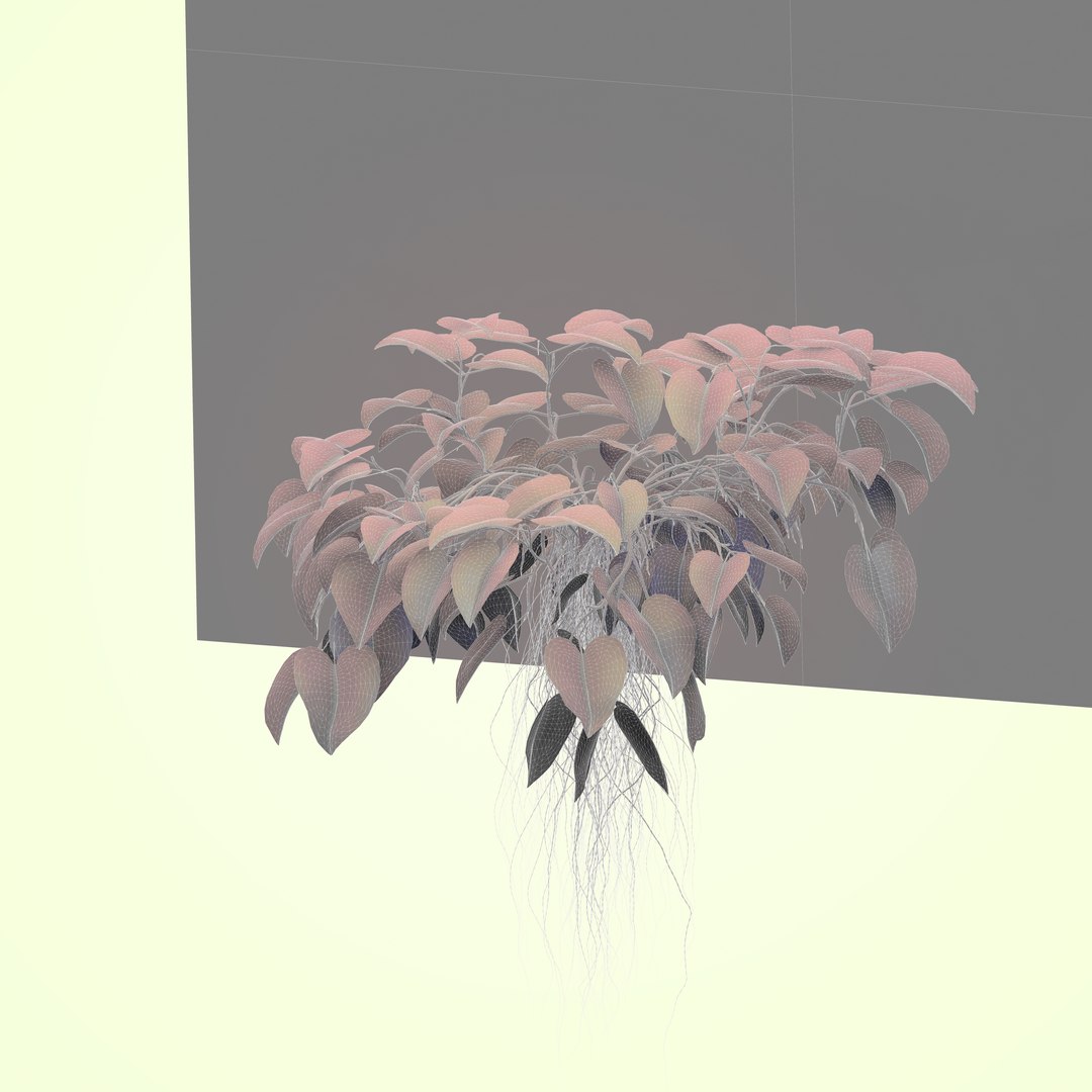 Free Pothos Model - TurboSquid 1758541