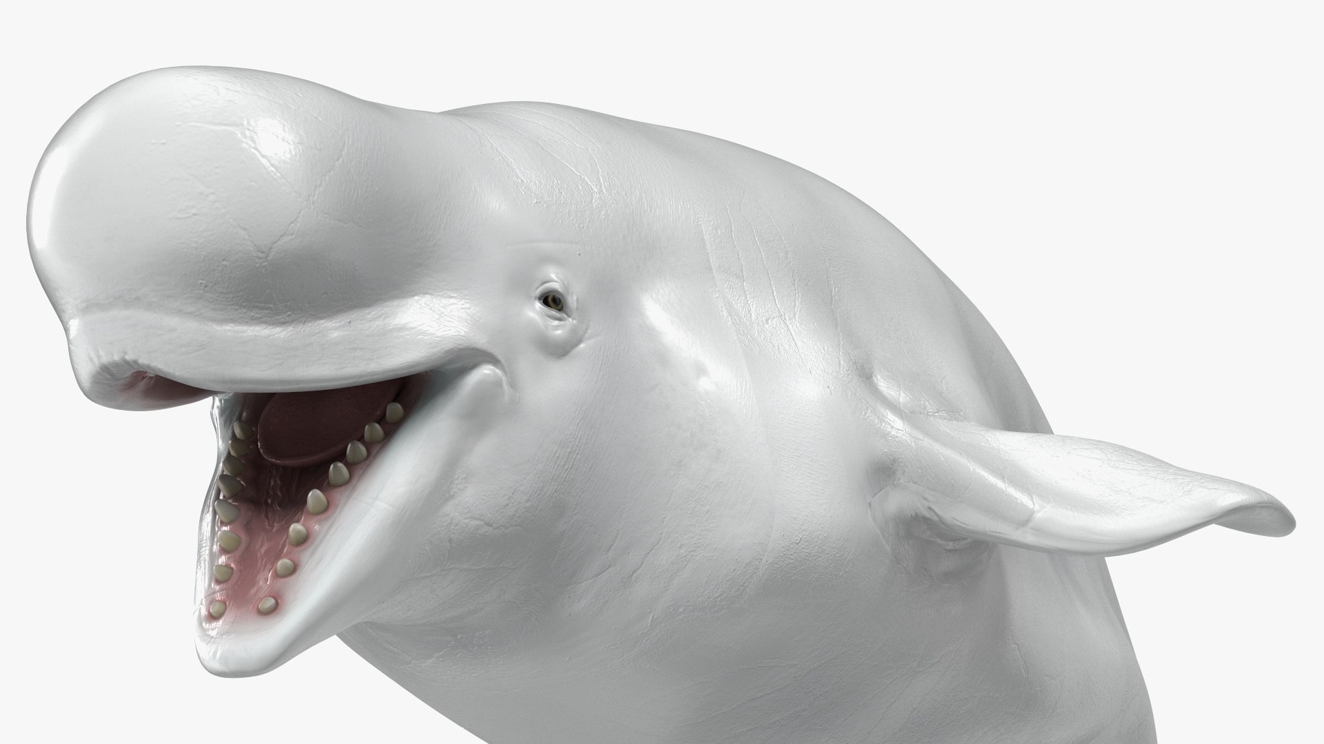 3D Beluga Whale Adult Rigged - TurboSquid 2027757