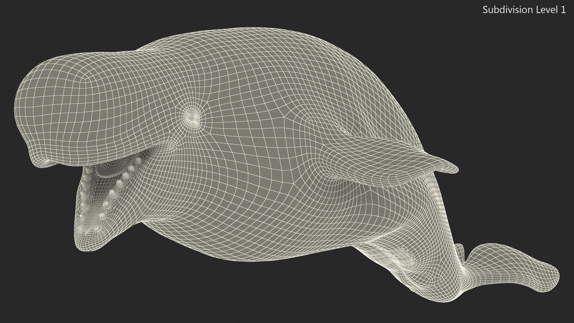 3D Beluga Whale Adult Rigged - TurboSquid 2027757