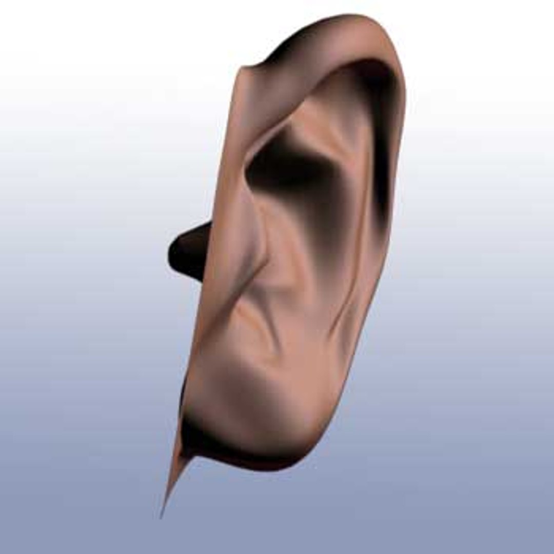 Ears 3d Model