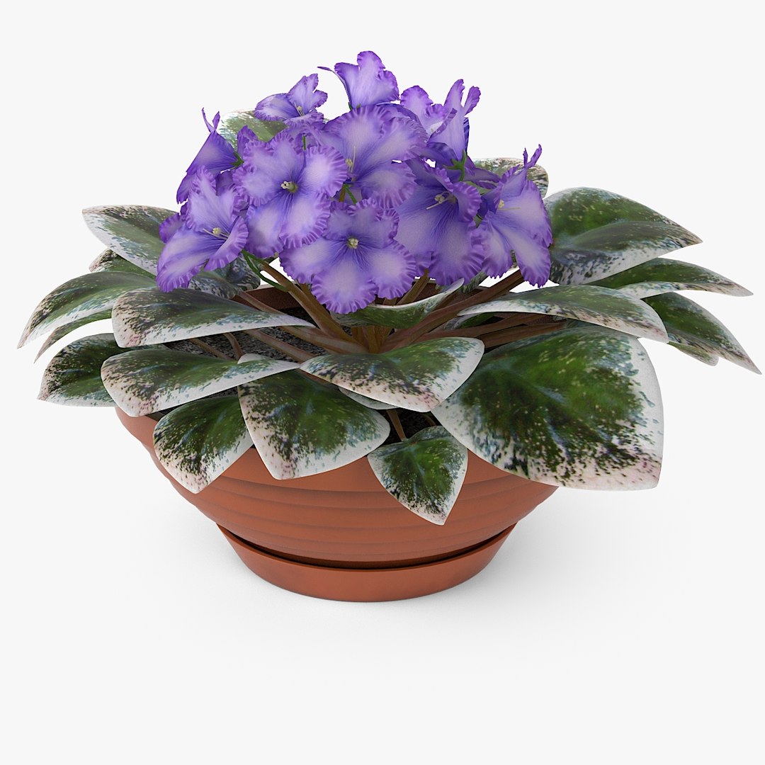 3d Model Violets Plant
