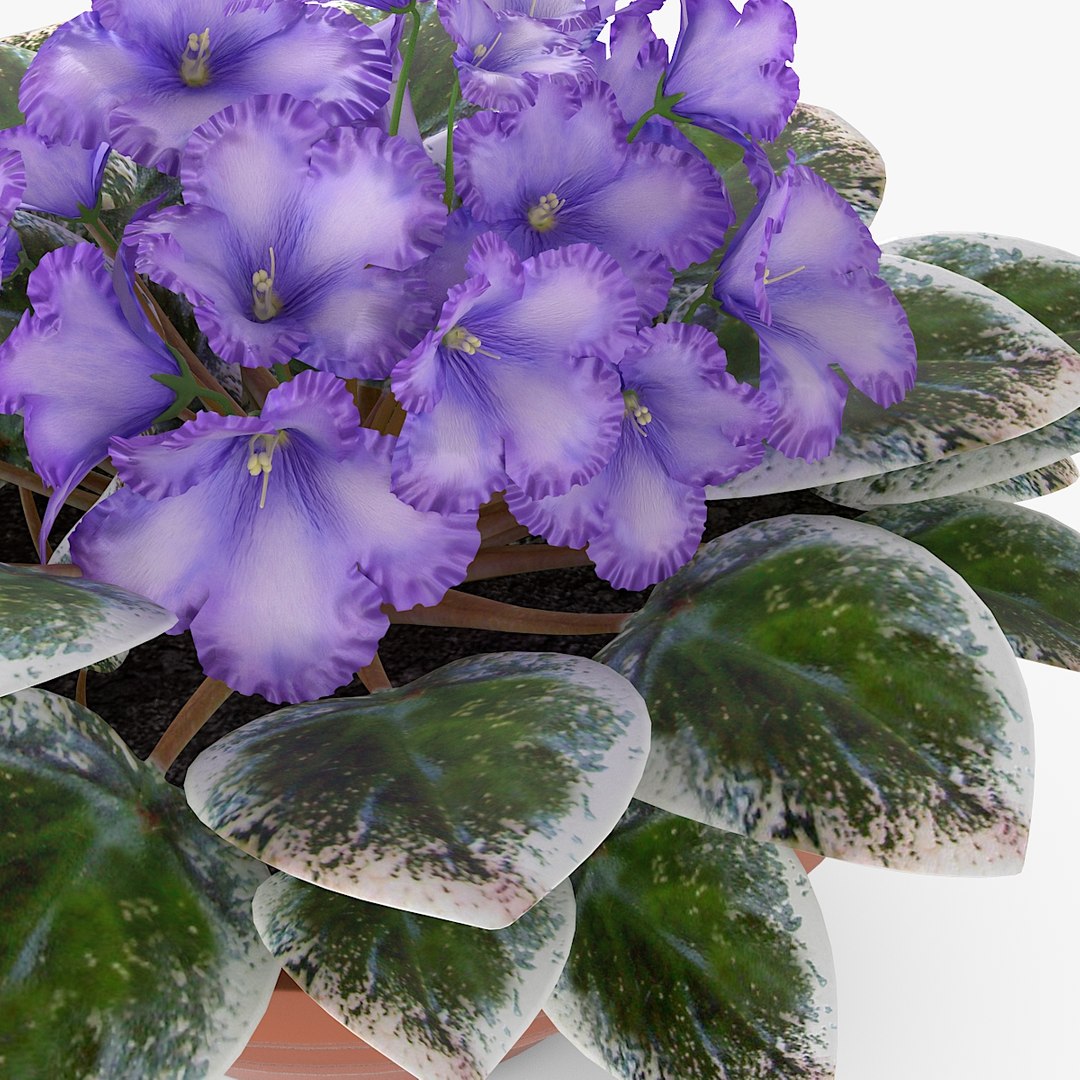 3d Model Violets Plant