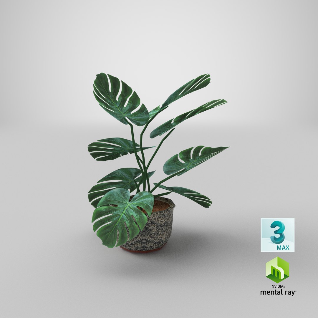 Plant Monstera Deliciosa Model - TurboSquid 1564147