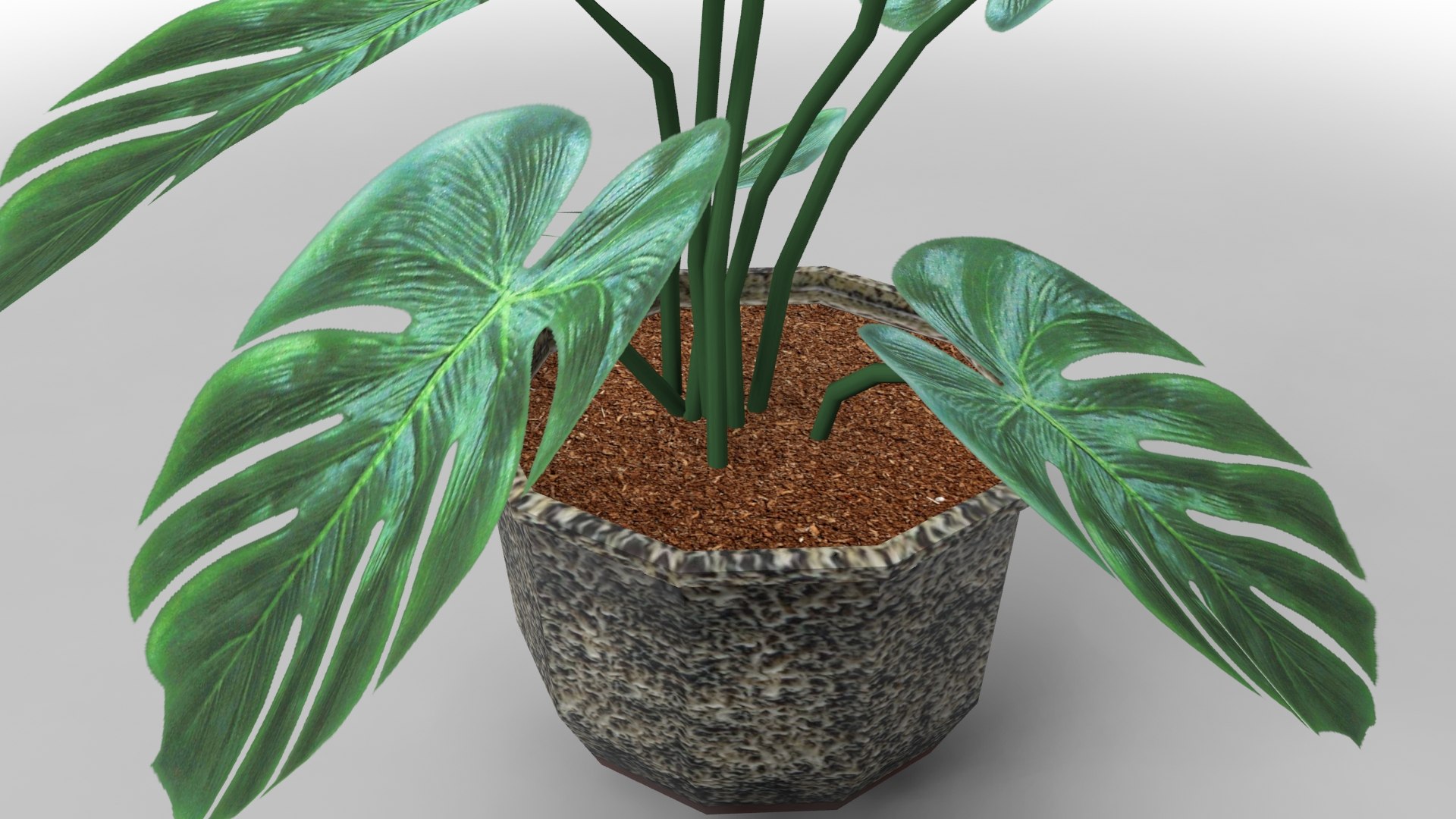 Plant Monstera Deliciosa Model - TurboSquid 1564147