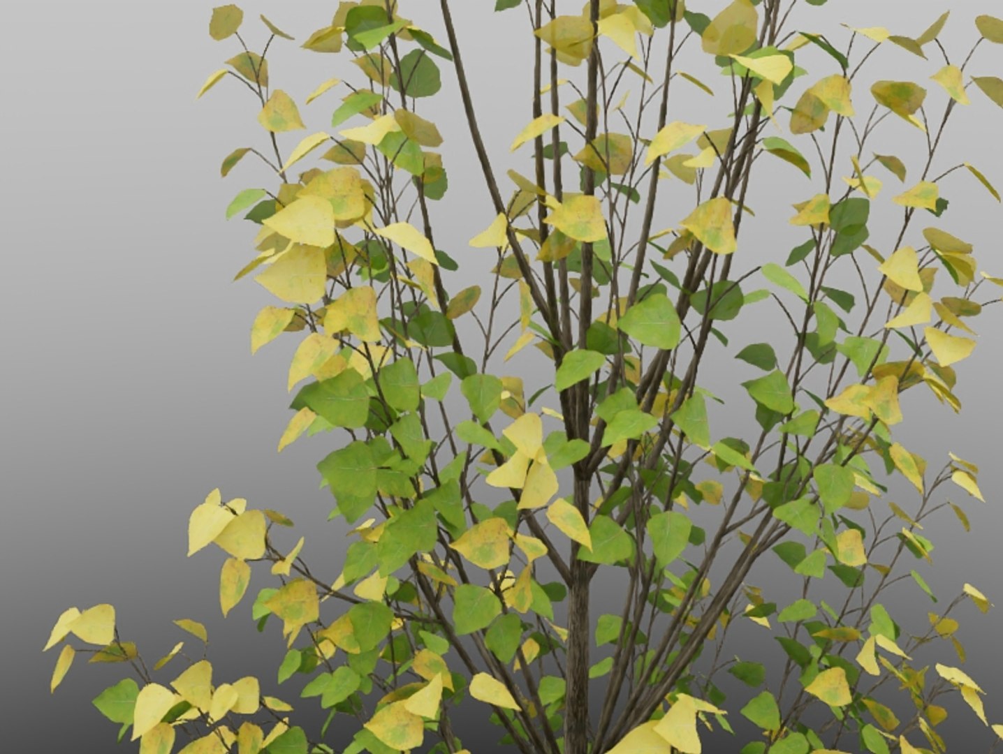 3D Poplar Green Plant Model Model - TurboSquid 2379975