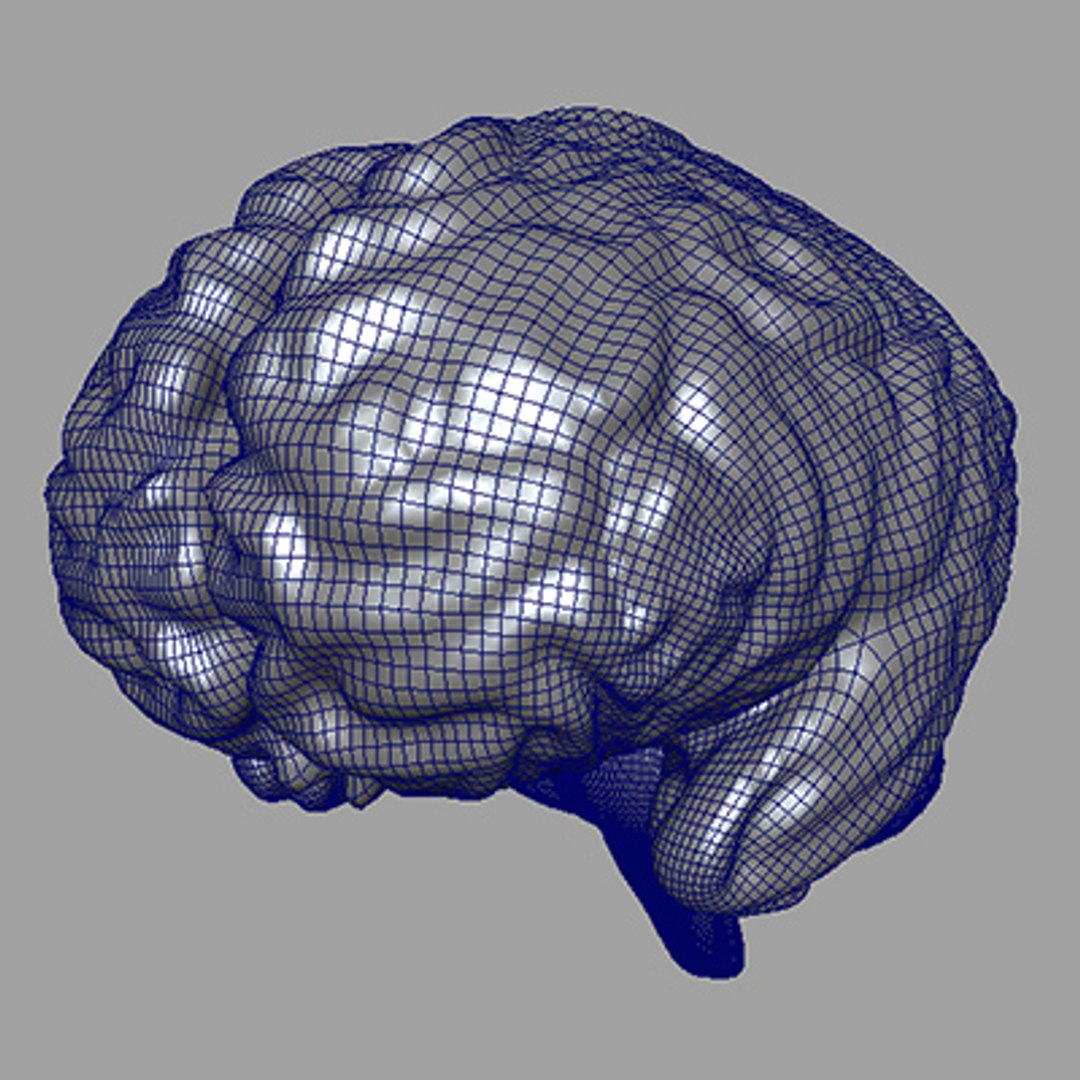 3d model brain