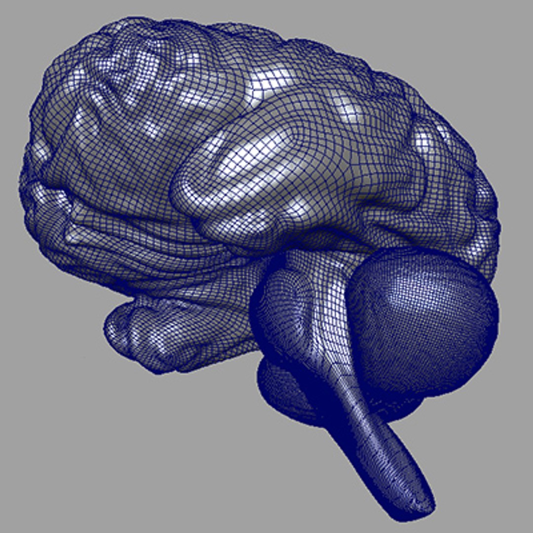 3d model brain