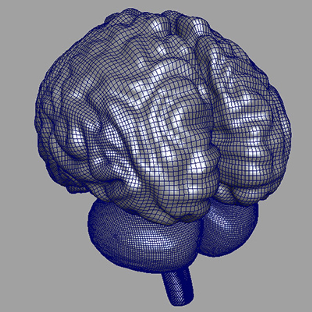 3d model brain