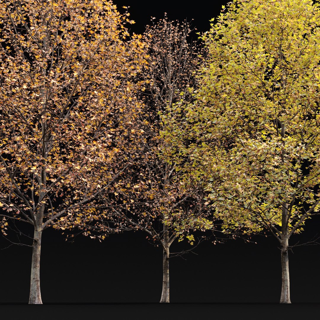 3D Plane-tree Sycamore Platanus V15 - TurboSquid 1976486