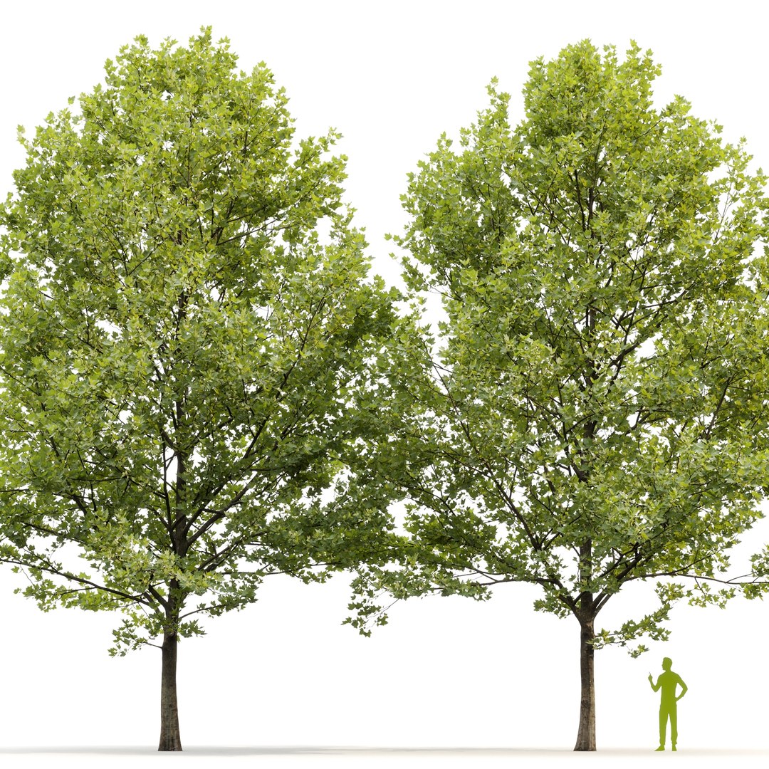 3D Plane-tree Sycamore Platanus V15 - TurboSquid 1976486