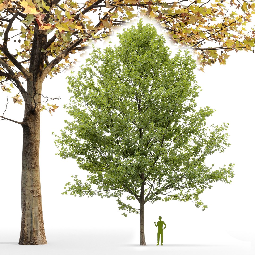 3D Plane-tree Sycamore Platanus V15 - TurboSquid 1976486